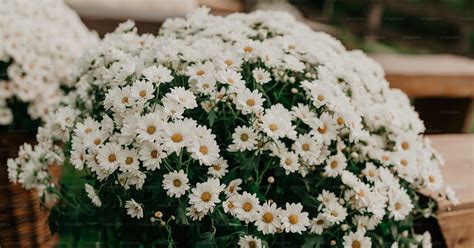 무성한 녹색 들판 위에 하얀 꽃으로 가득 찬 바구니 사진 Unsplash의 작은 꽃 이미지