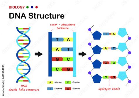 The Diagram Below Shows The Process Of Dna What Is The Nucle