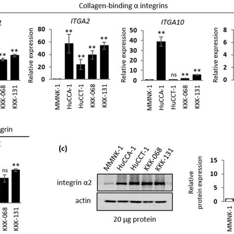 Intrahepatic Cholangiocarcinoma Cells Display High Basal Integrin α2 Download Scientific