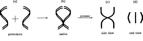 Figure 4 From Structure Of Native Alpha 2 Macroglobulin And Its Transformation To The Protease