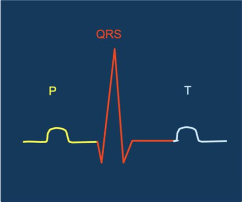 Lecture 15 Cardiac Cycle Flashcards Quizlet