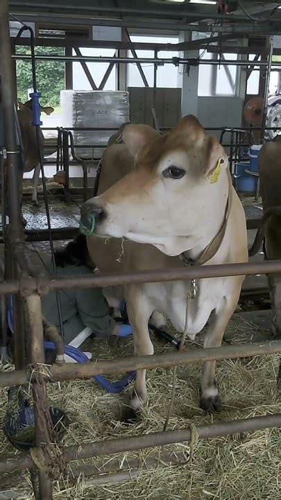 牛兒 你的眼神有點好玩 Youtube