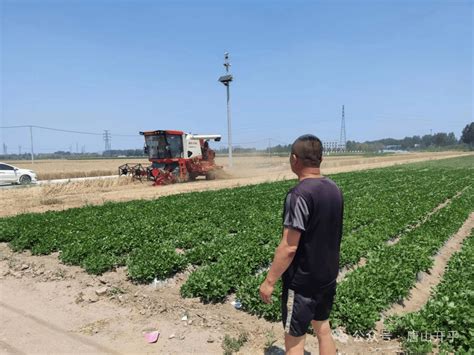 【乡村振兴】越河镇：秸秆还田 保三夏麦收 农户 技术 农业