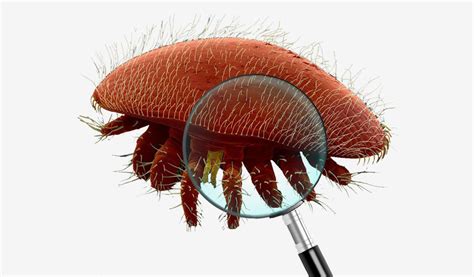Varroa Destructor A Worldwide Scourge Pollenity