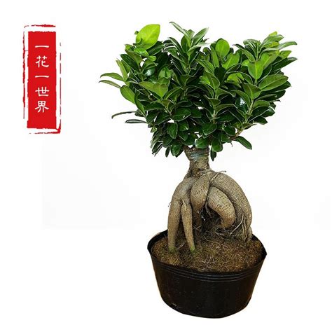 耐寒的常绿盆栽植物 耐寒四季常青的盆栽树 室内常绿盆栽树 大山谷图库