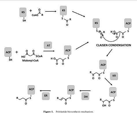 Figure 1 From Genetic Biosynthetic And Functional Versatility Of Polyketide Synthases