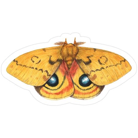 Io Moth Automeris Io Male Sticker Io Moth Watercolor Illustration