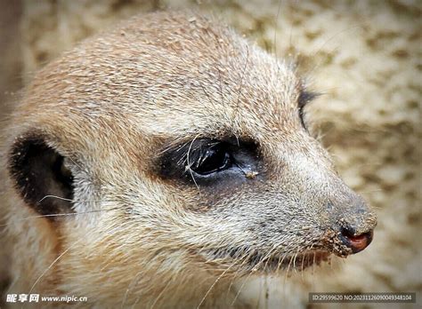 缟獴 摄影图 野生动物 生物世界 摄影图库 昵图网