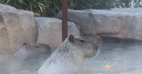 온천 즐기는 카피바라