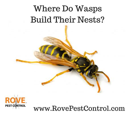 Where Do Wasps Build Their Nests Rove Pest Control