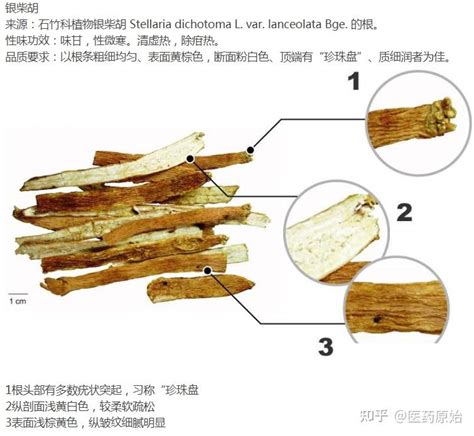 带你识别银柴胡 知乎