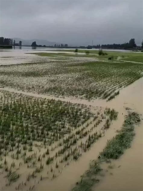 杜蘇芮挾暴雨北上 黑龍江水淹至屋頂 「中國糧倉」恐絕收 獨家日報