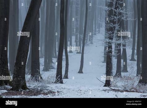 Winter Foggy Forest Trail Trees With Frost Stock Photo Alamy