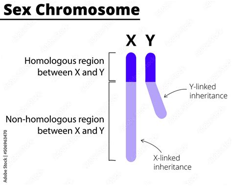 X And Y Chromosomes On A White Background X Linked And Y Linked