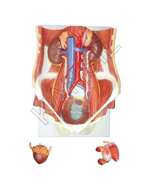 Excretory System Models Urinary System Block Model Dual Sex 6 Parts