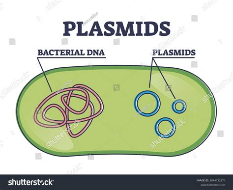 Plasmid Dna