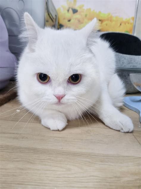 브리티쉬숏헤어설탕이 고양이책임분양 인천고양이분양 수원고양이분양 서울고양이분양 대전고양이분양 평택고양이분양 시흥고양이분양