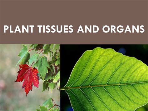 Ppt The Plant Body Tissues And Organs Powerpoint Tc Ppt V7