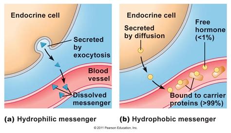 Amazing What Is A Hydrophilic Substance Insectza