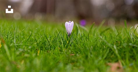 무성한 녹색 들판 위에 앉아있는 작은 흰색 꽃 사진 Unsplash의 무료 왕립 식물원royal Botanic Gardens 이미지