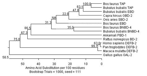 Phylogenetic Tree Based On The Nucleotide Sequence Of Pbd 1 And Other Download Scientific