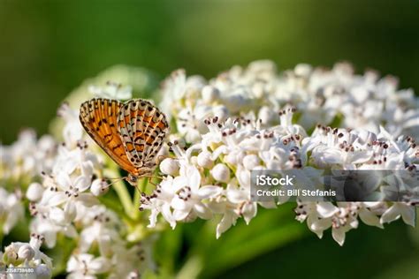 흰 꽃에 고립된 검은 반점이 있는 주황색 나비 자연의 곤충 작은 점박이 Fritillary 아름 다운 나비 멜리테아 상식 0명에