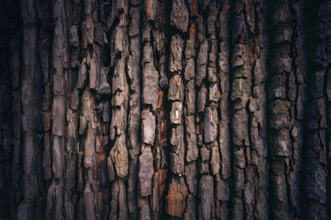Tree Barks Rough Surface Texture Adds Natural Element To Background
