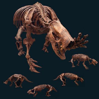 Mylodon Ground Sloth Skeleton Replica Dinosaurs Rock Superstore