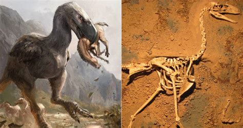 Meet The Terror Bird The Prehistoric Predator Of Your Nightmares