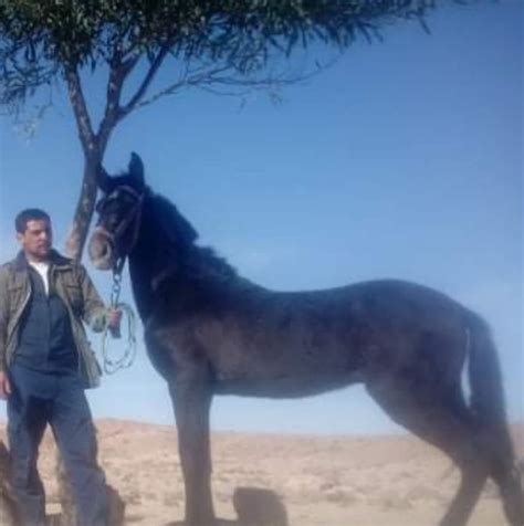 عشاق خيل