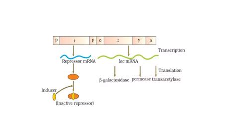 Gene Regulation In Prokaryotes Pptx