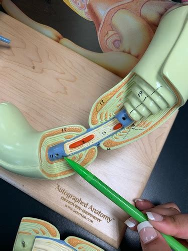 Neuron Spinal Cord Lab Flashcards Quizlet