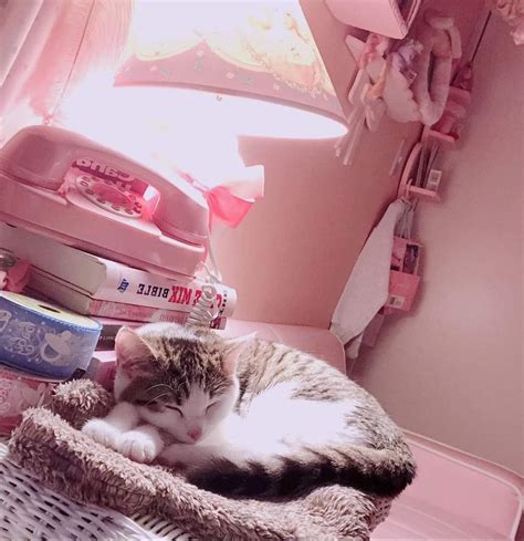 Meow Irl R Meow Irl