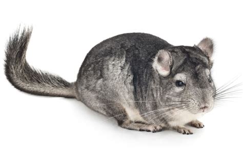 Different Types Of Chinchillas