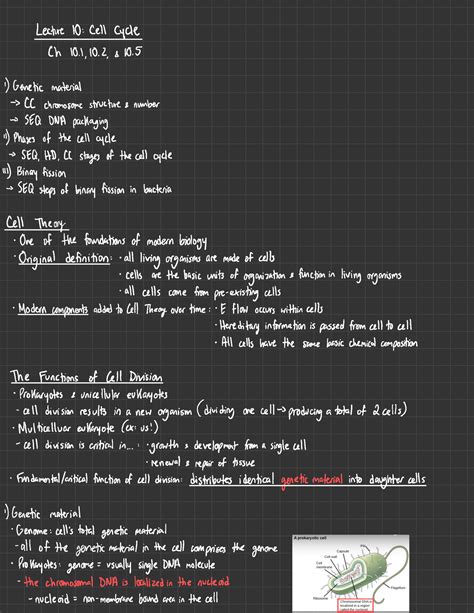 Lecture 10 Cell Cycle Lecture 10 cell cycle Ch 10 1 Genetic material ³ CC Studocu