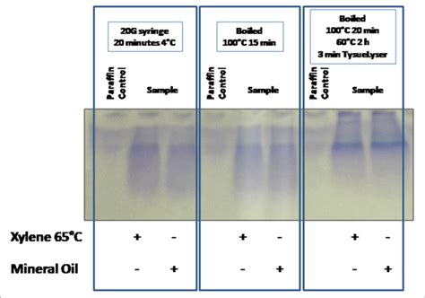 Comparison Of The Tissue Disaggregation Methods Protocols 1 3 1d Download Scientific
