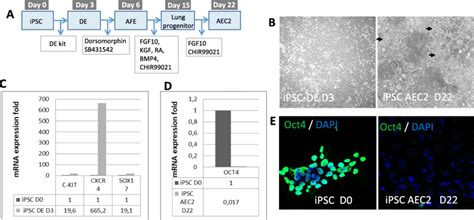 A Schedule Of The Differentiation Protocol From Ipsc To Aec2 B Open Download Scientific