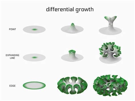 Differential Growth Diagram In Parametric Design