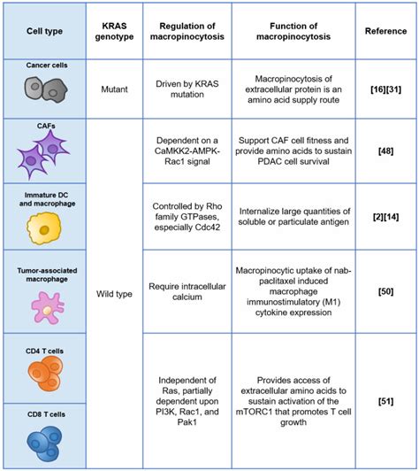 Exploiting Macropinocytosis For Drug Delivery Into Kras Mutant Cancer Pmc