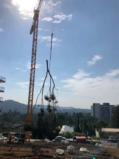 Central Coast Tree Removal Arborist On The Central Coast