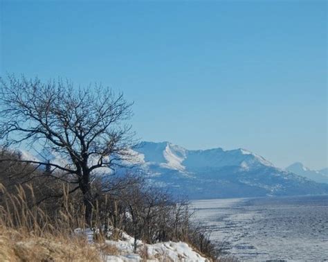 Nice Place To Try And Spot Moose Traveller Reviews Kincaid Park Tripadvisor