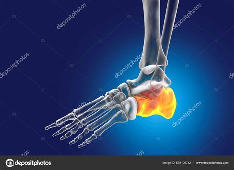 Calcaneus Bone Anatomy 3d