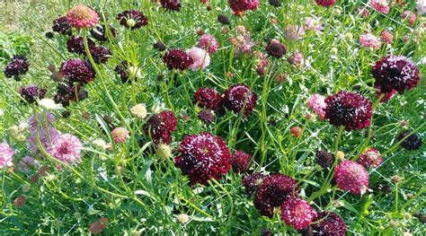 What Does Scabiosa Greenery Look Like Storables