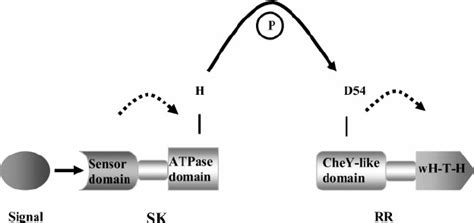 Schematic Representation Of The Basic Two Component Signalling Pathway Download Scientific