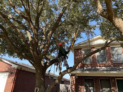 E M TREE SERVICES Updated July 2025 21 Photos Austin Texas Tree Services Phone Number