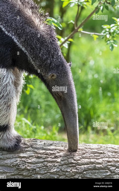 Anteater Eating Ants