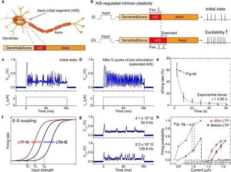 《nature commun》：使用记忆突触同时模拟突触和内在可塑性 知乎