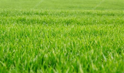 Centipede Grass Sod Covington Sod Sod Delivery In Covington La