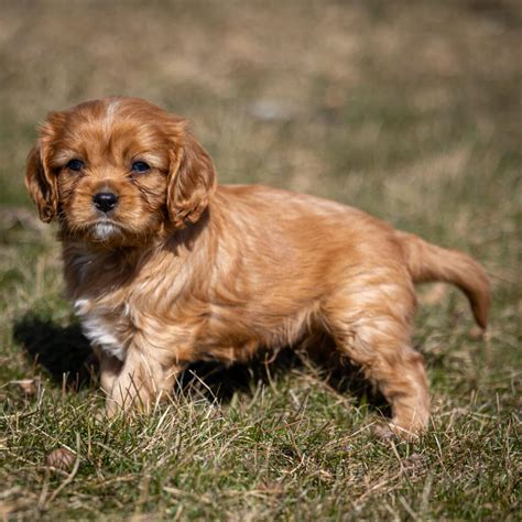 Cavalier King Charles Spaniel Coat Colors Explained