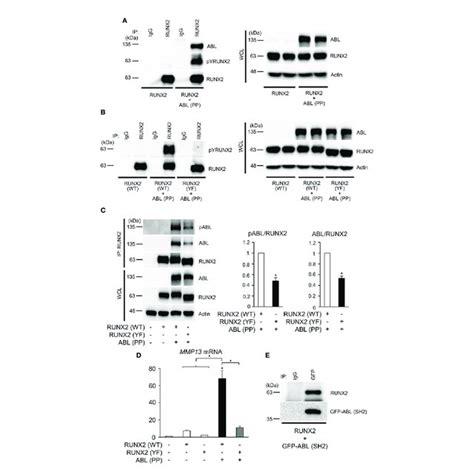 Runx2 Transcriptional Activity Is Dependent On The Number Of Its